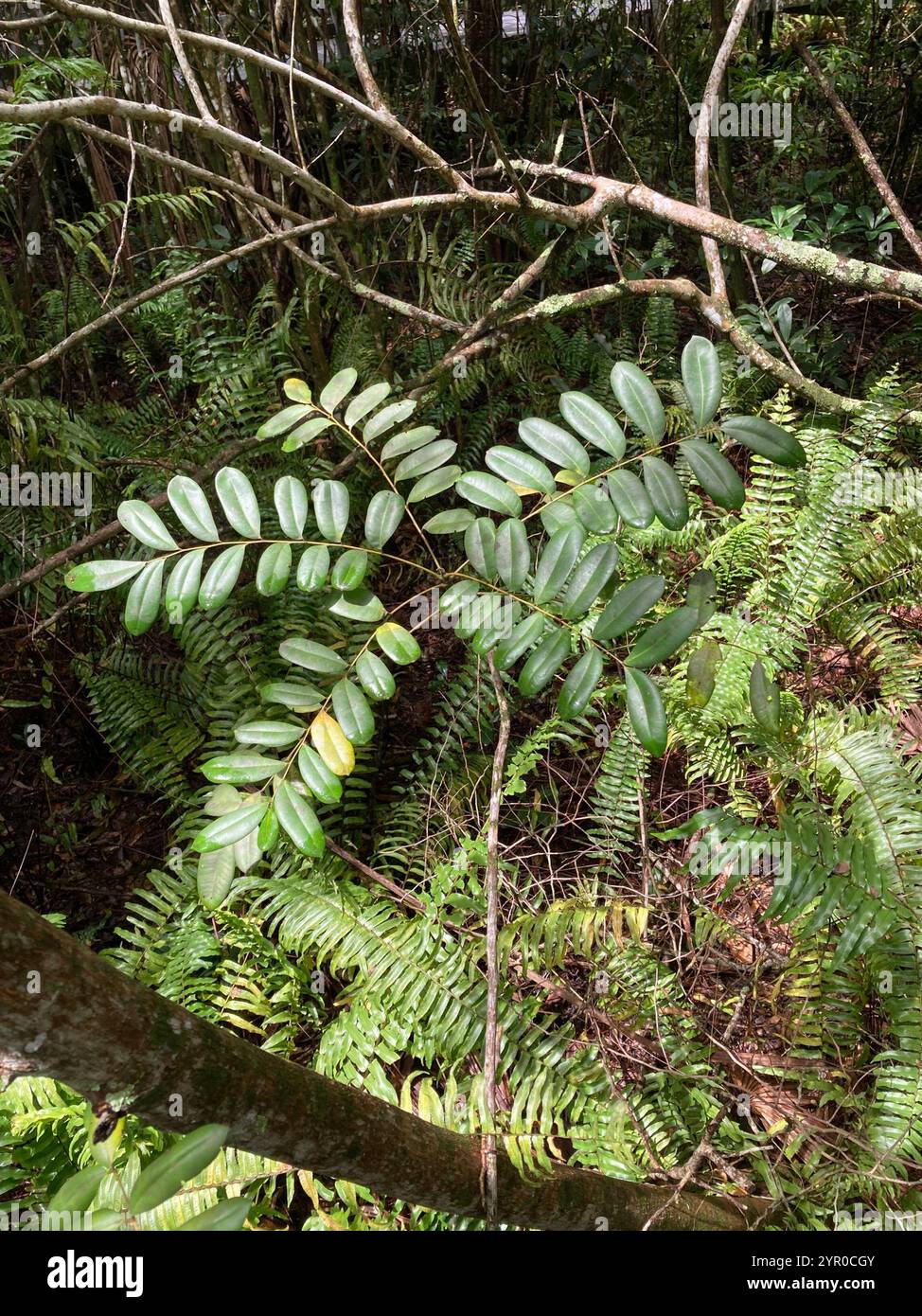 Paradise Tree (Simarouba glauca Stock Photo - Alamy