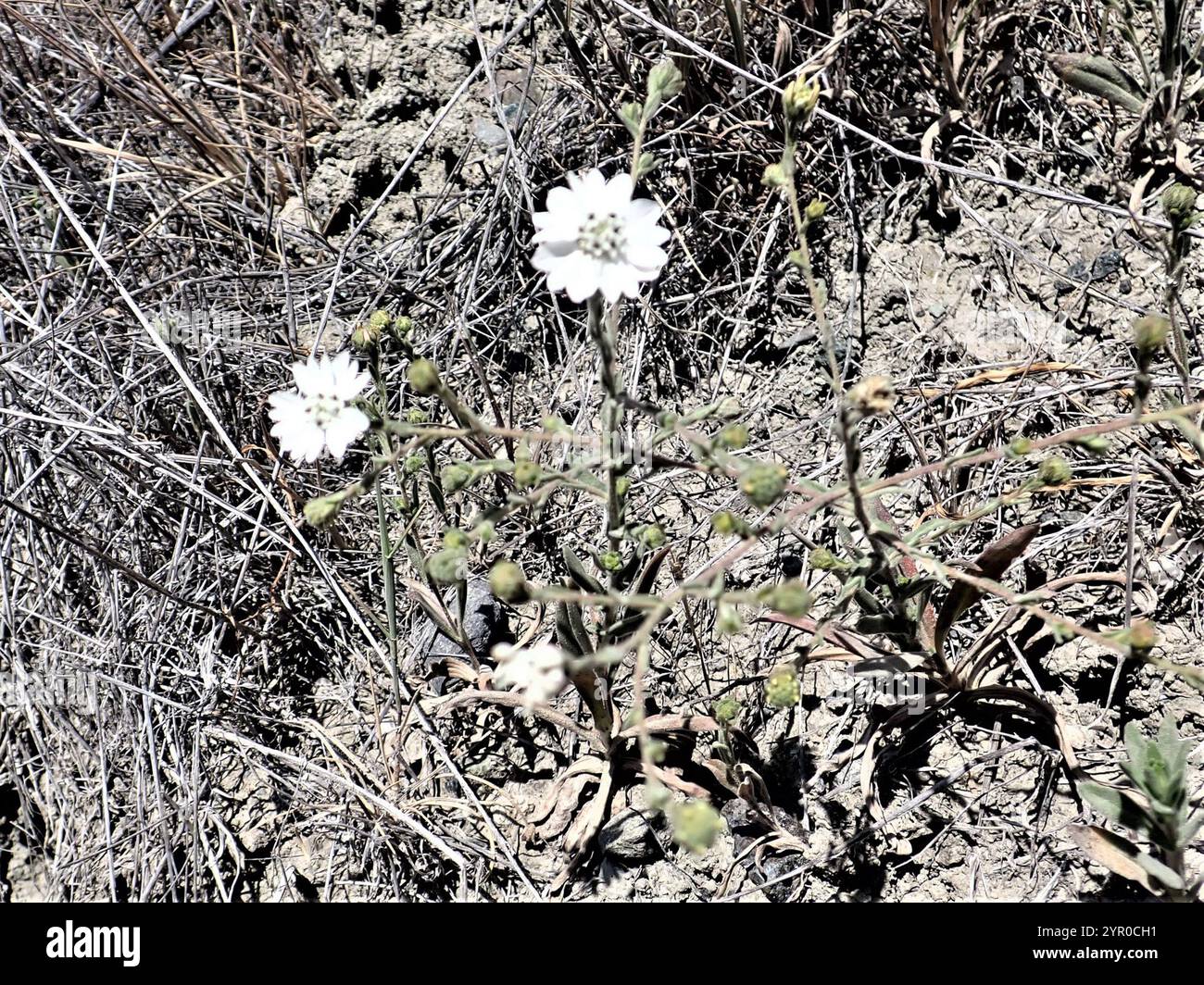 Woodrush tarweed (Hemizonia congesta luzulifolia Stock Photo - Alamy