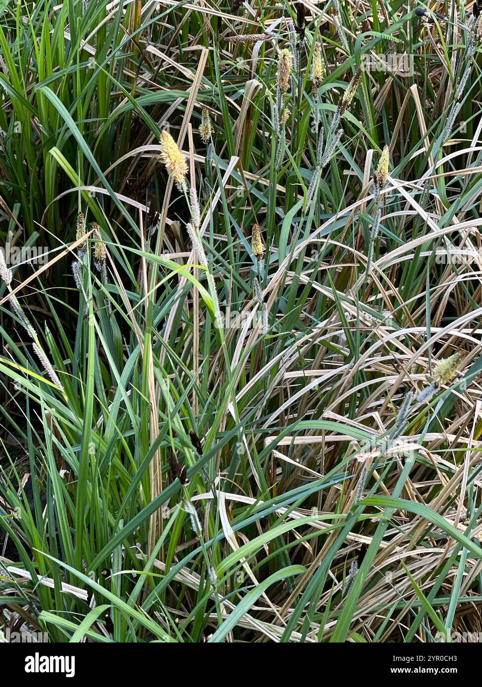 lesser pond sedge (Carex acutiformis Stock Photo - Alamy