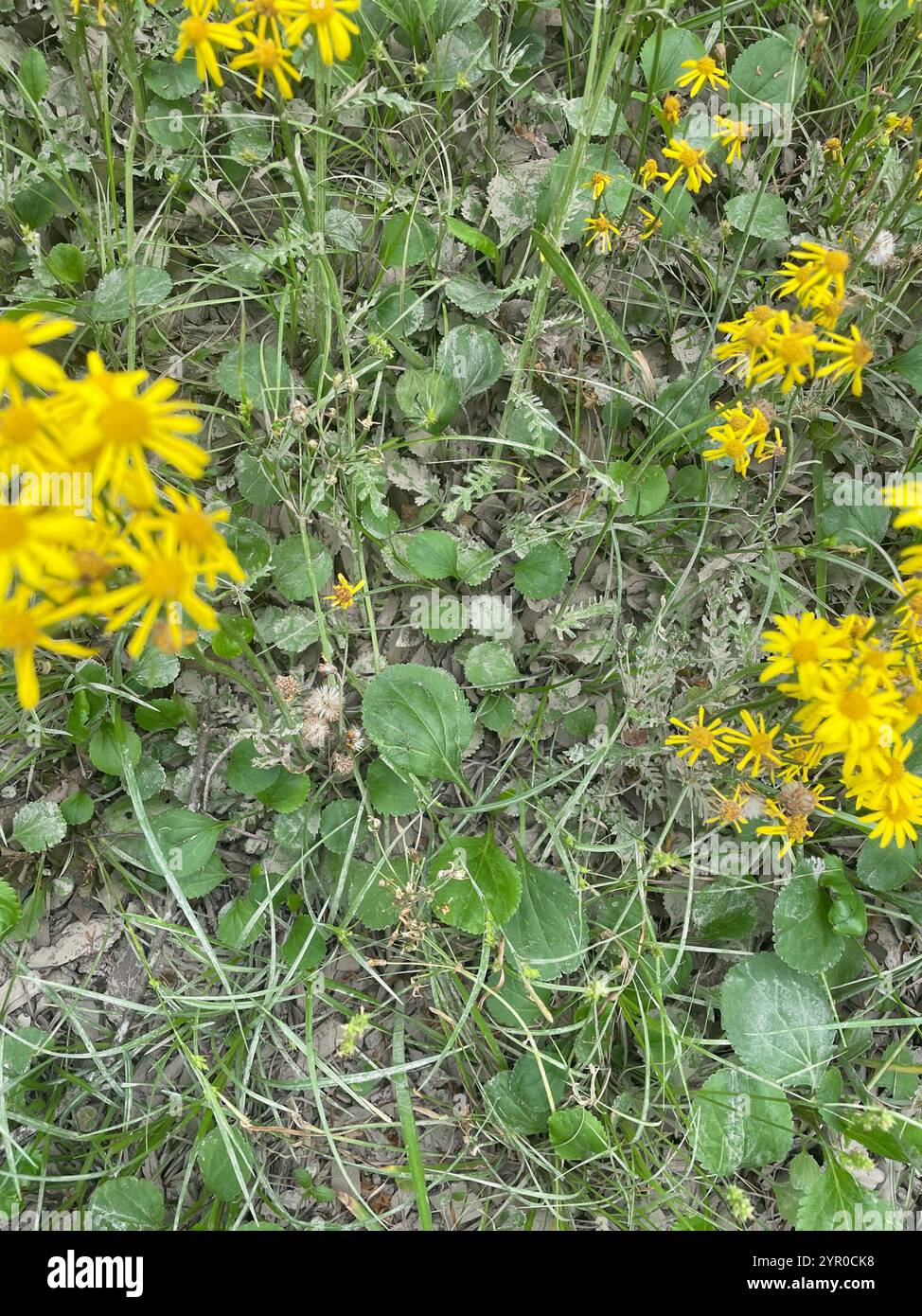 roundleaf ragwort (Packera obovata Stock Photo - Alamy