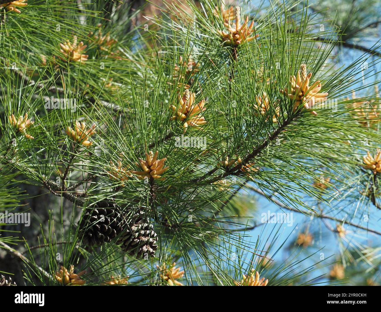 loblolly pine (Pinus taeda Stock Photo - Alamy