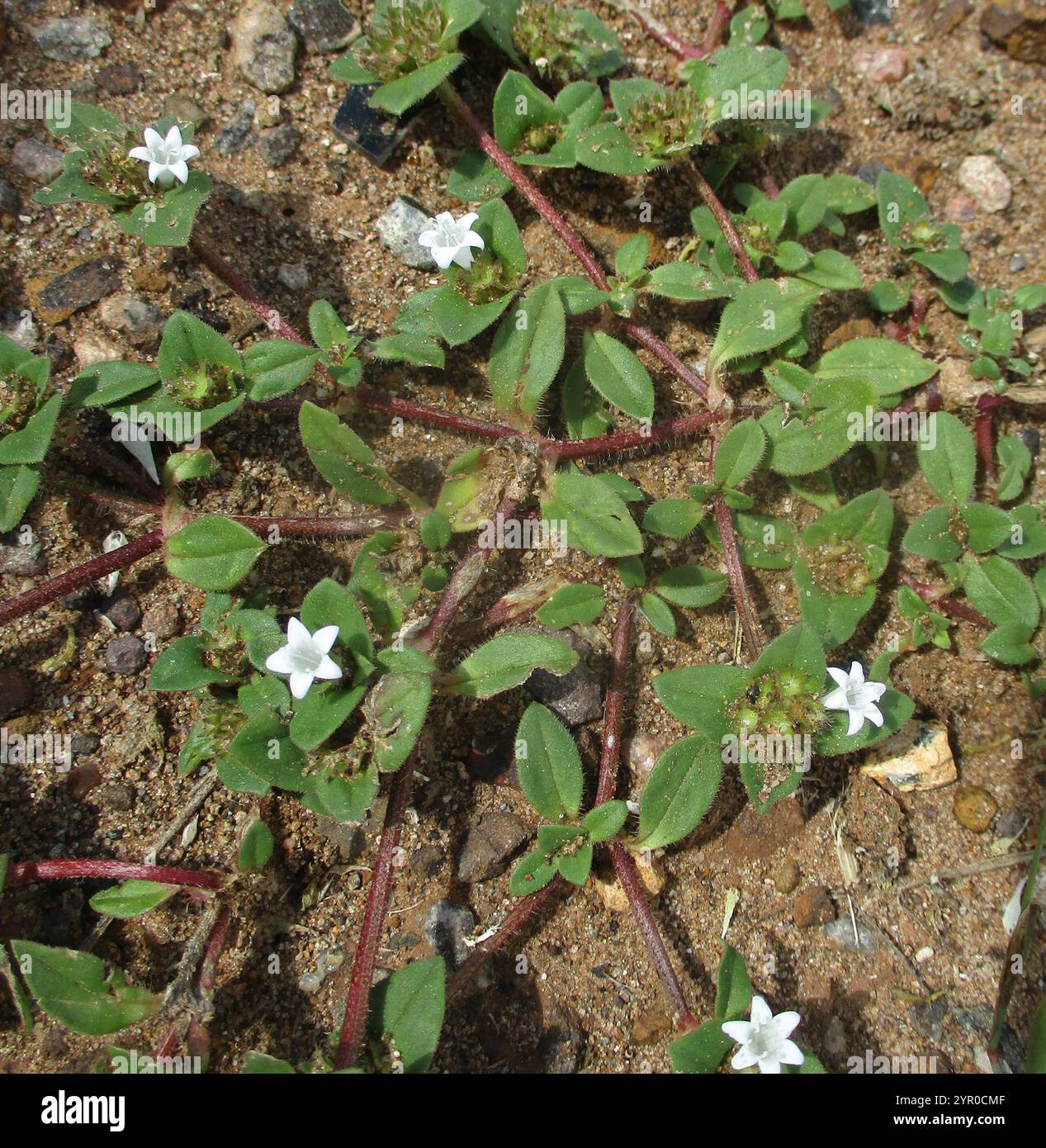 Florida Pusley (Richardia scabra Stock Photo - Alamy