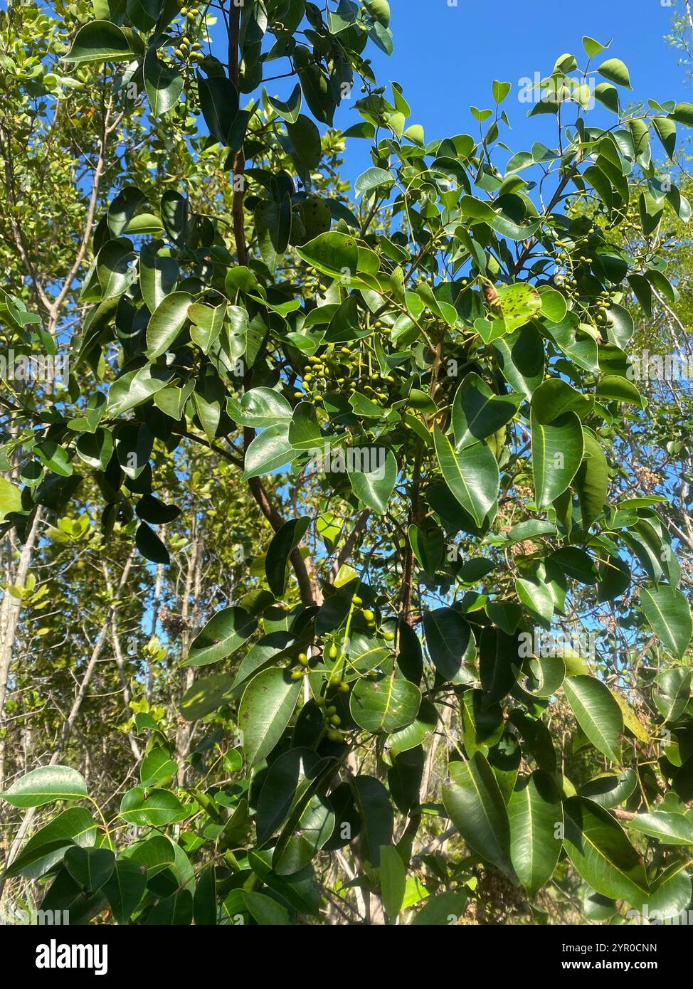 Poisonwood (Metopium toxiferum Stock Photo - Alamy