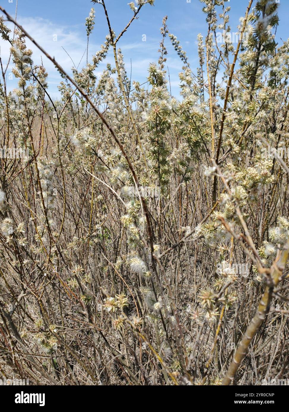 Prairie Willow (Salix humilis Stock Photo - Alamy