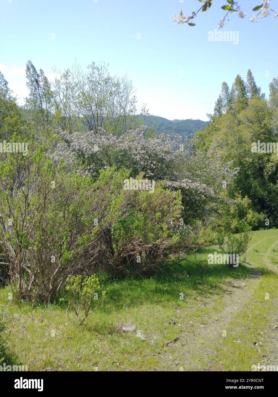 deerbrush ceanothus (Ceanothus integerrimus Stock Photo - Alamy
