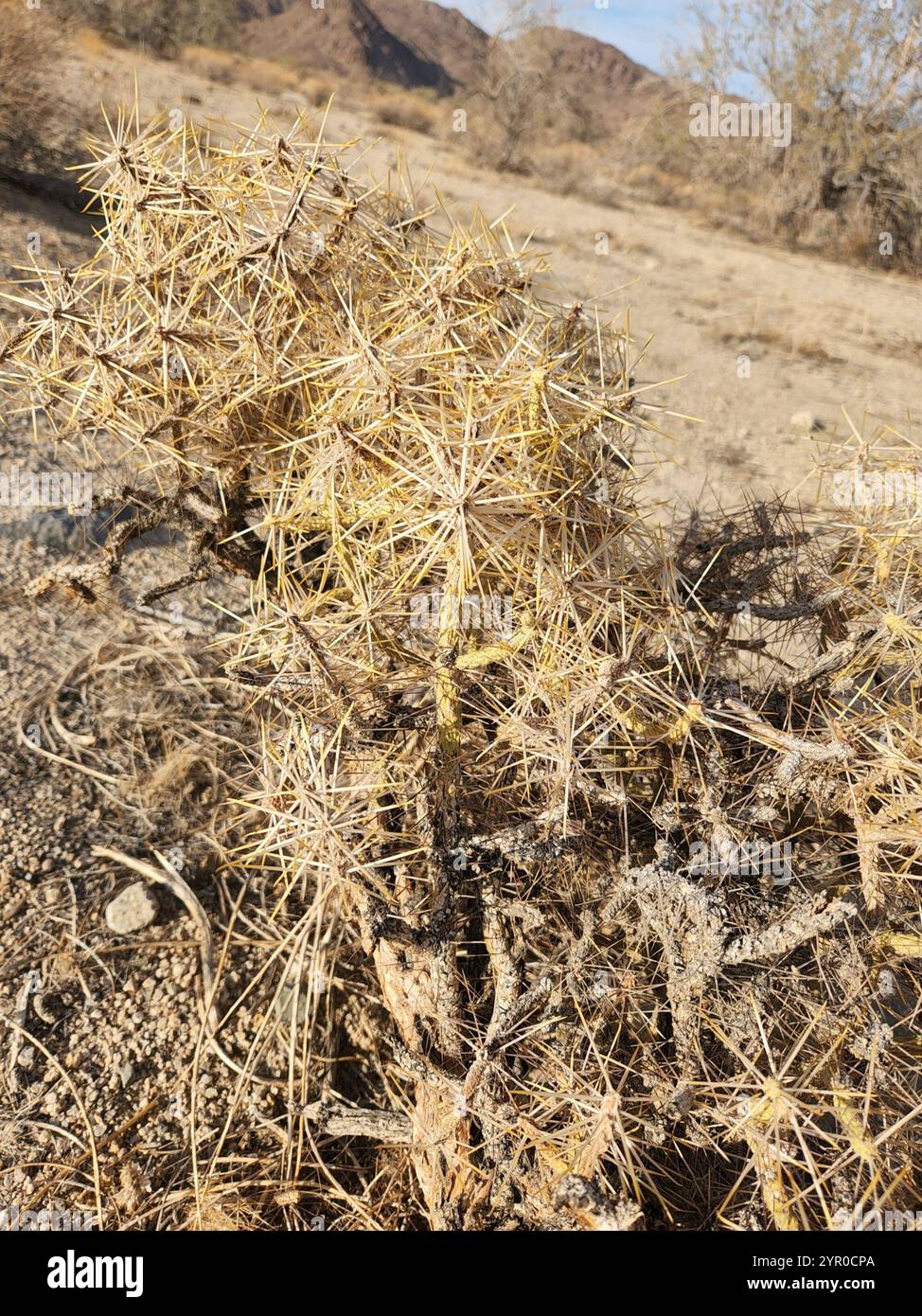 Branched Pencil Cholla (Cylindropuntia ramosissima Stock Photo - Alamy