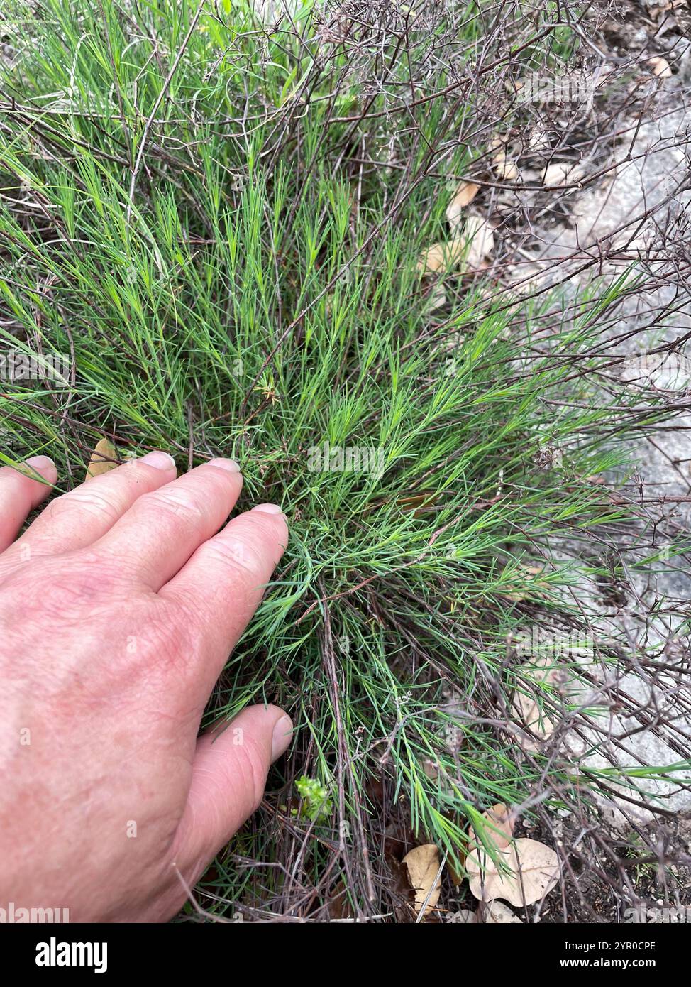 Whitlow-wort (Paronychia virginica Stock Photo - Alamy