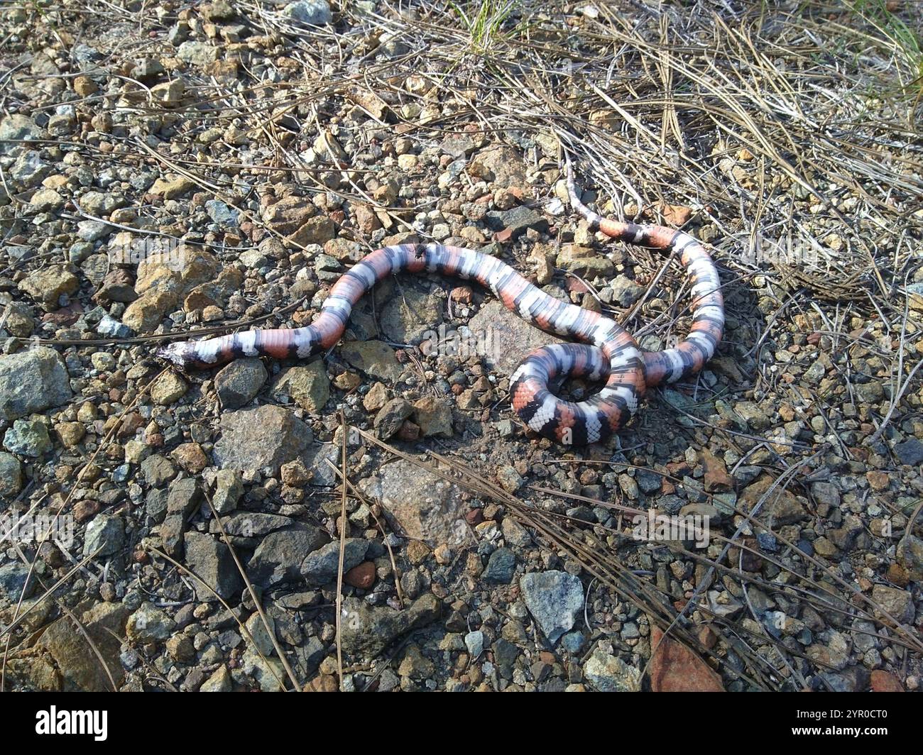 California Mountain Kingsnake (Lampropeltis zonata Stock Photo - Alamy