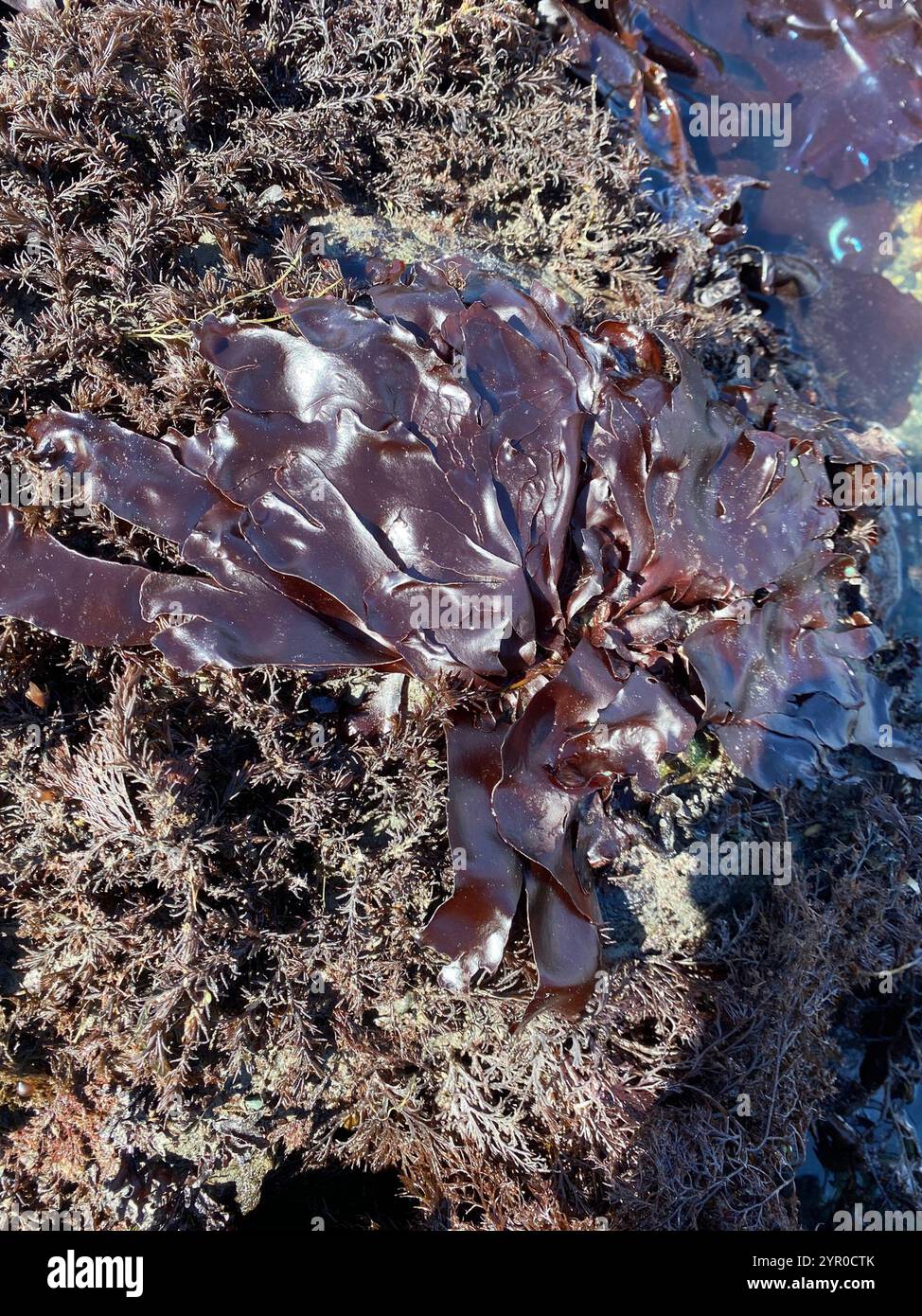 red algae (Rhodophyta Stock Photo - Alamy