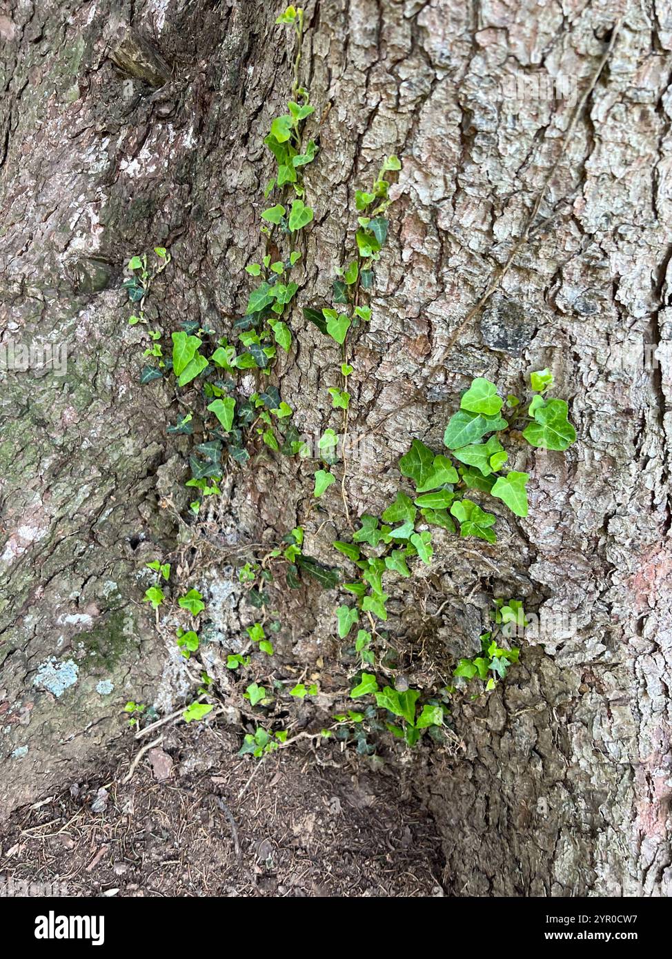 common ivy (Hedera helix Stock Photo - Alamy