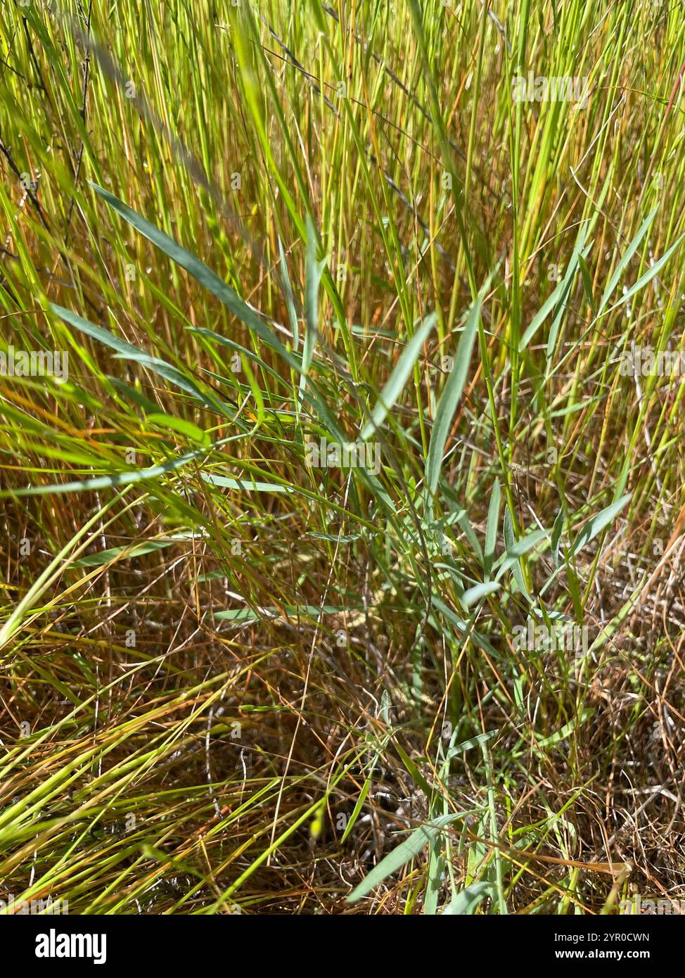 Kellogg's yampah (Perideridia kelloggii Stock Photo - Alamy