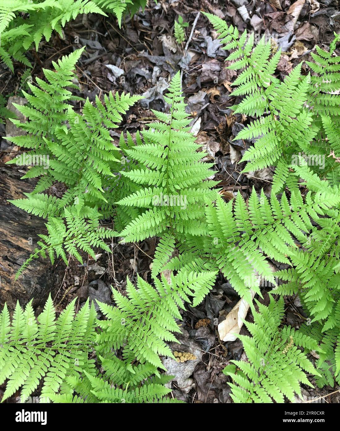 southern lady fern (Athyrium asplenioides Stock Photo - Alamy