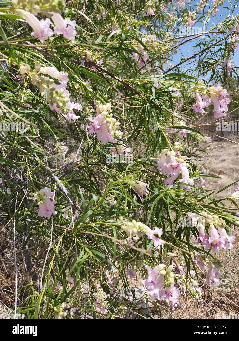 desert willow (Chilopsis linearis Stock Photo - Alamy