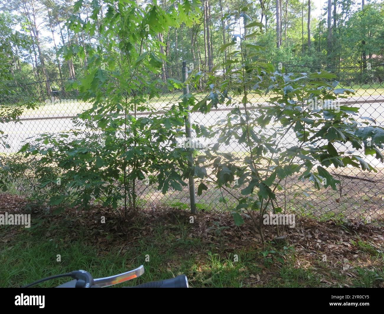 white oak (Quercus alba Stock Photo - Alamy