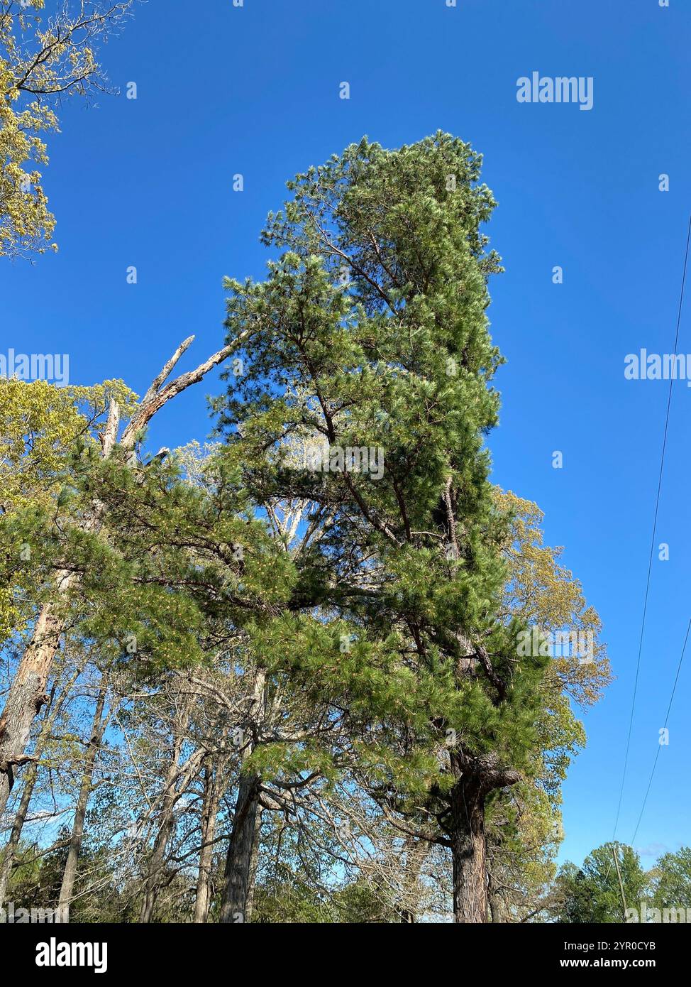 shortleaf pine (Pinus echinata Stock Photo - Alamy
