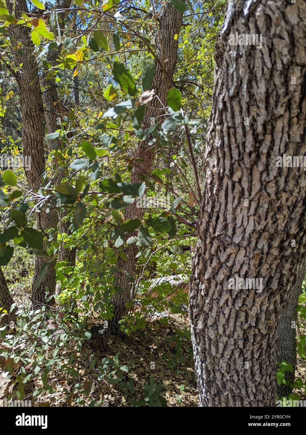 Arizona white oak (Quercus arizonica Stock Photo - Alamy