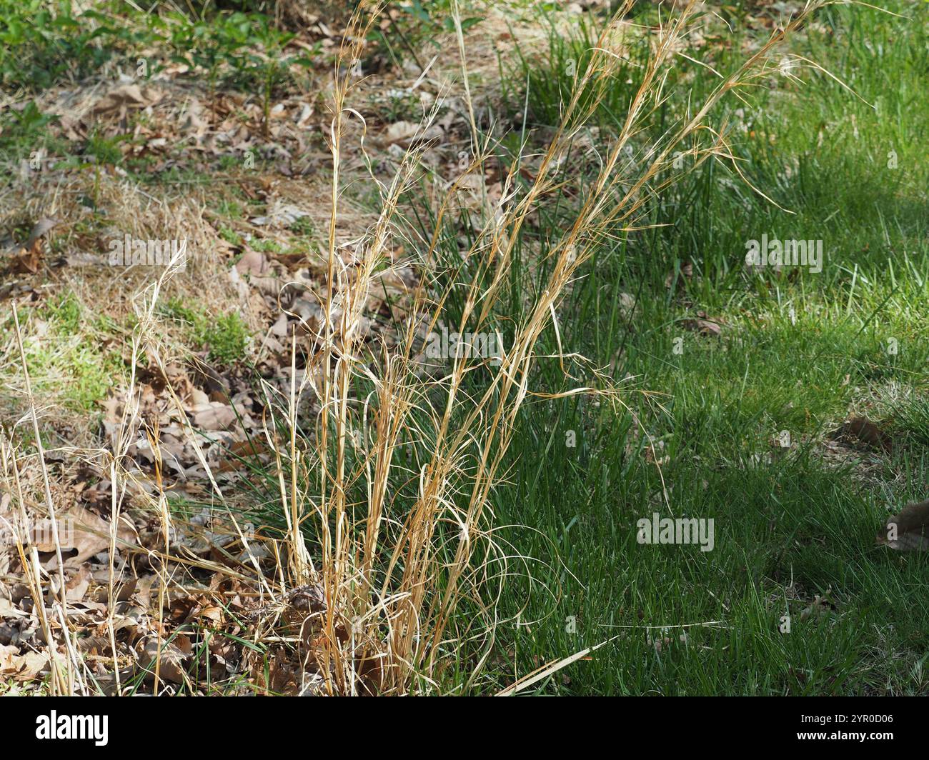 Broomsedge bluestem hi-res stock photography and images - Alamy