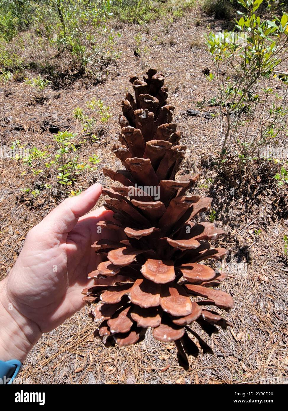longleaf pine (Pinus palustris Stock Photo - Alamy