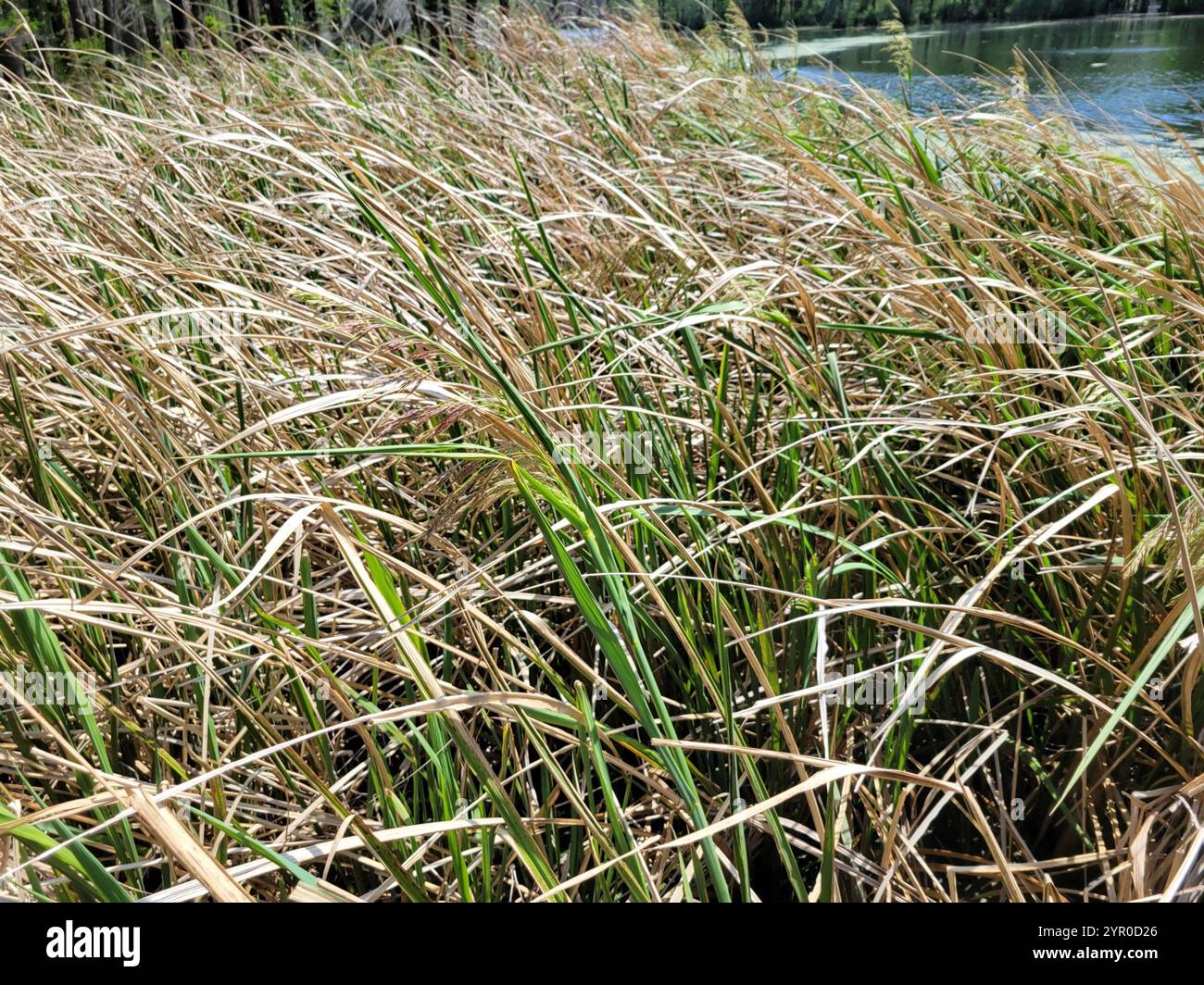 Giant Cutgrass (Zizaniopsis miliacea Stock Photo - Alamy
