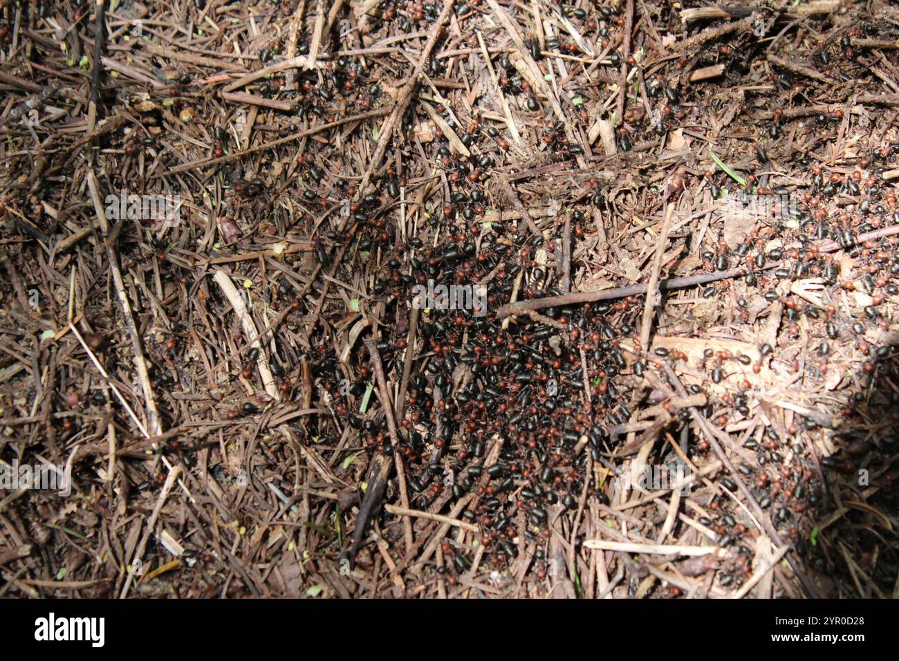 Wood, Mound, and Field Ants (Formica Stock Photo - Alamy