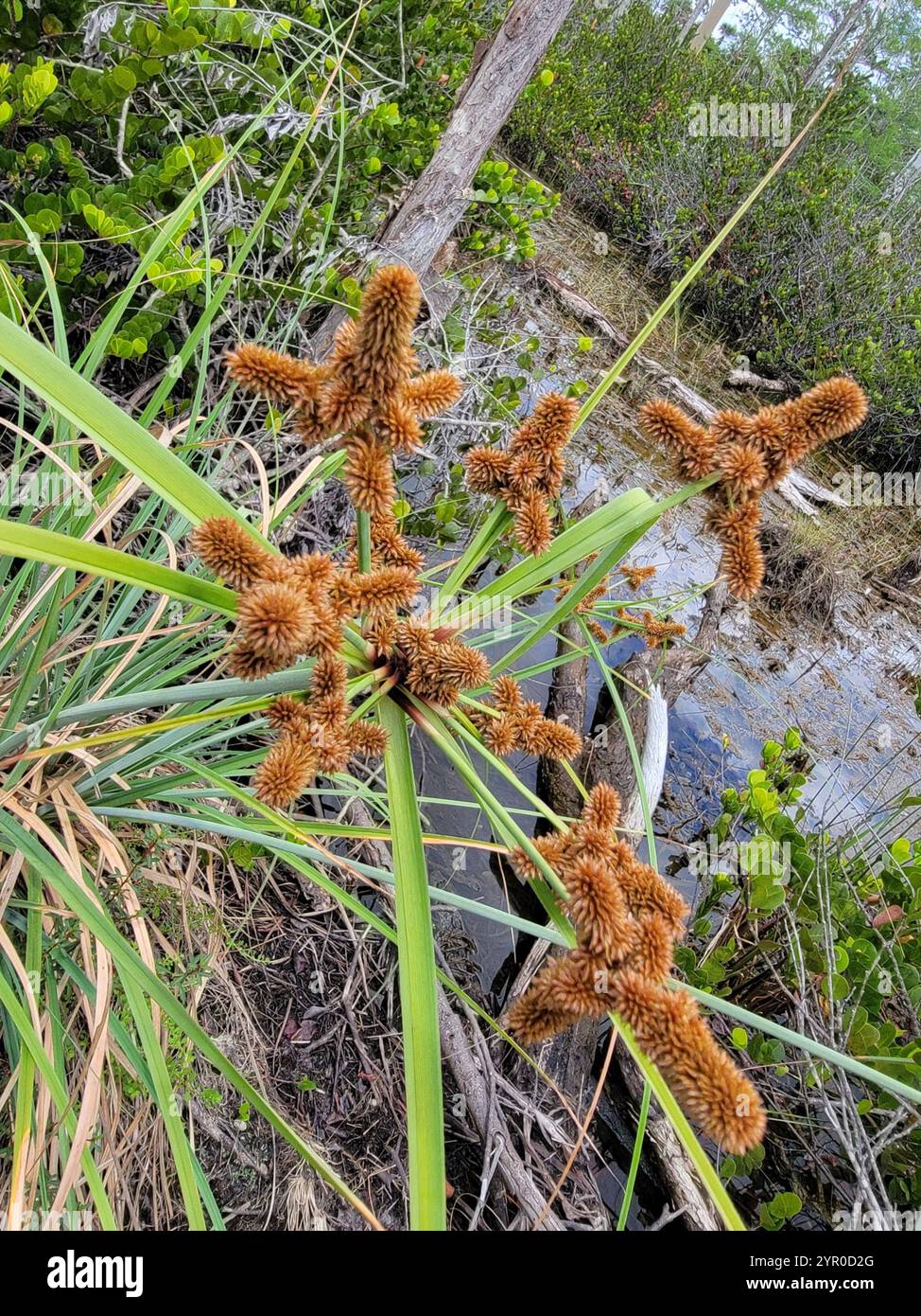 Swamp Flatsedge (Cyperus ligularis Stock Photo - Alamy