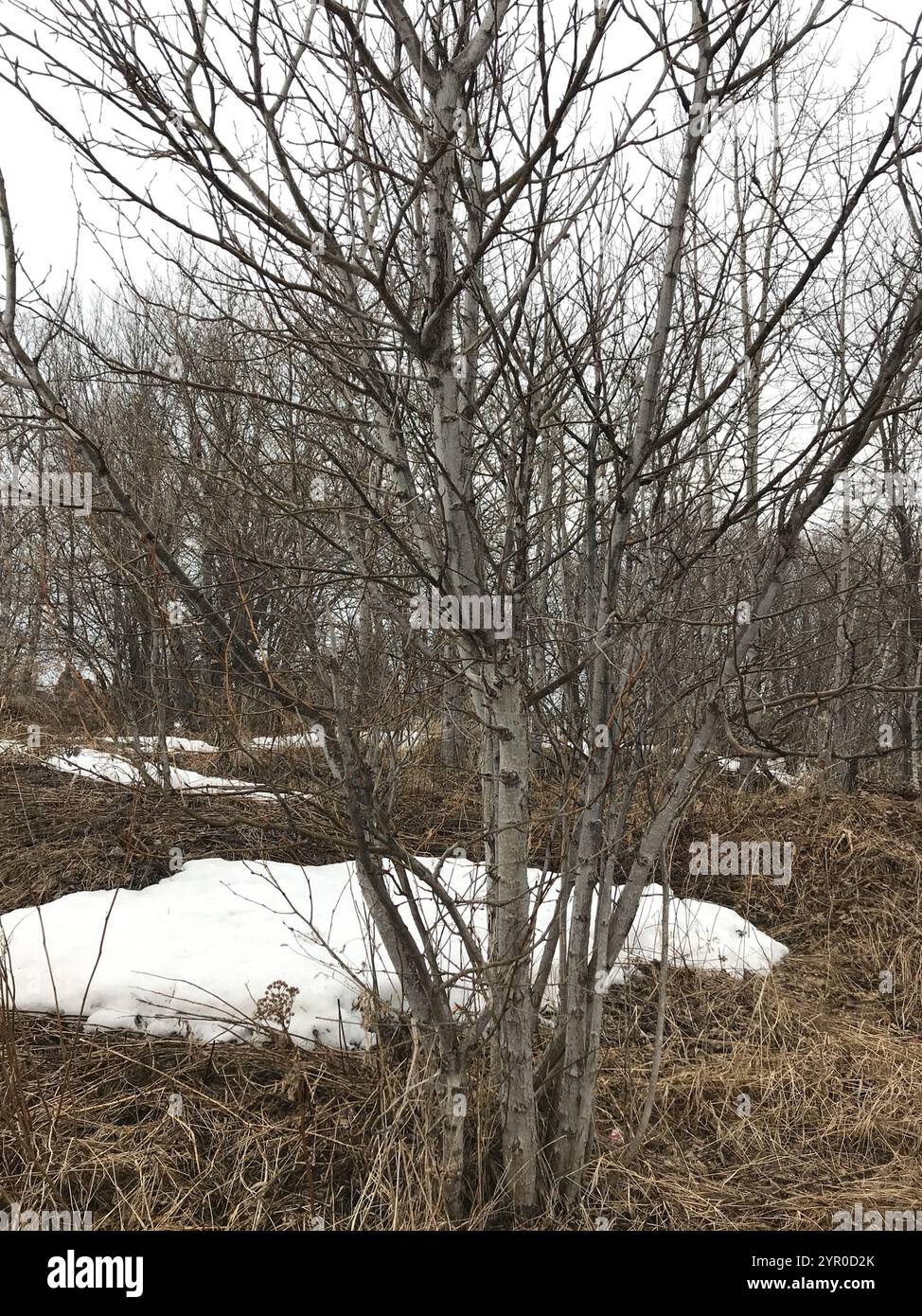 balsam poplar (Populus balsamifera Stock Photo - Alamy