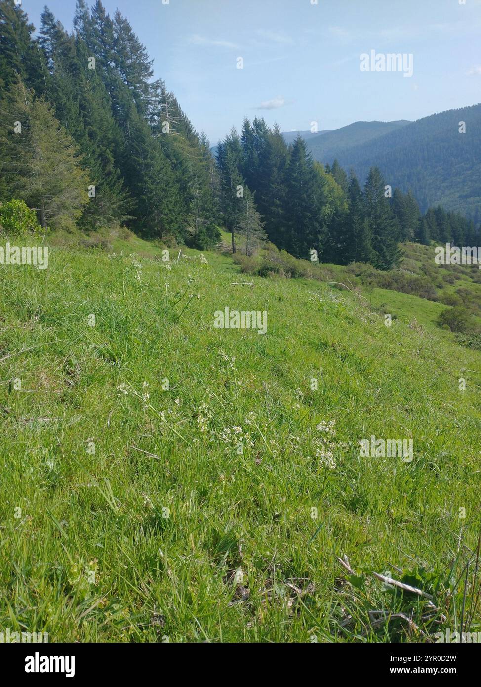 coastal manroot (Marah oregana Stock Photo - Alamy