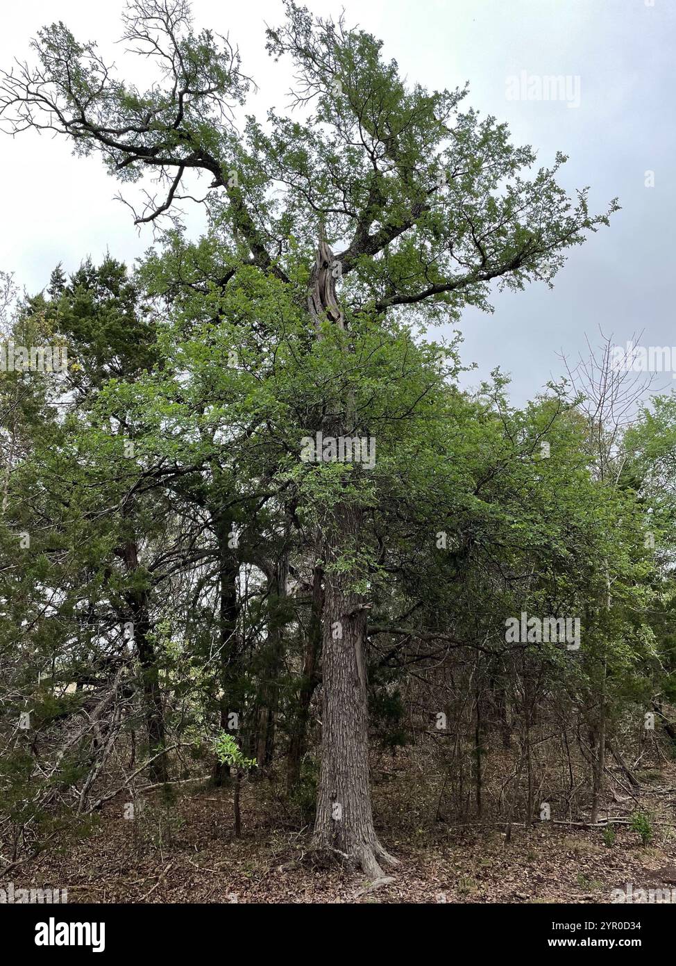 Cedar Elm (Ulmus crassifolia Stock Photo - Alamy