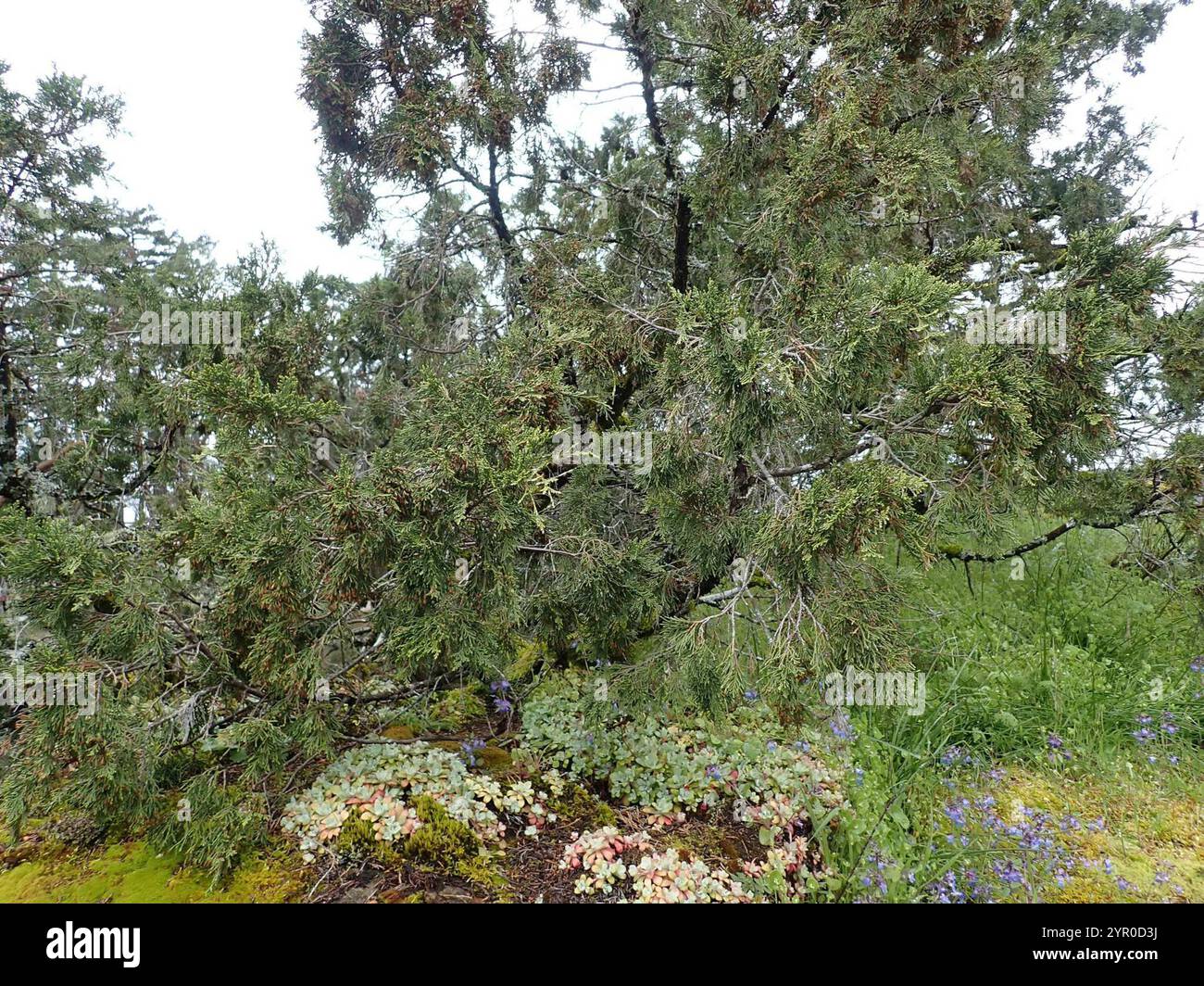 Seaside Juniper (Juniperus maritima Stock Photo - Alamy