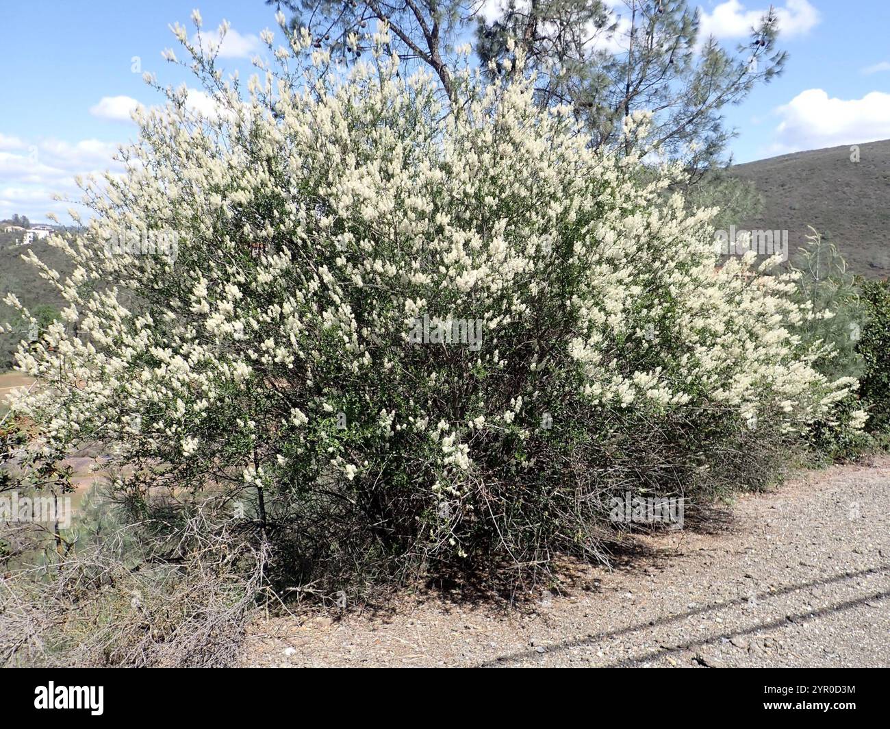 deerbrush ceanothus (Ceanothus integerrimus Stock Photo - Alamy