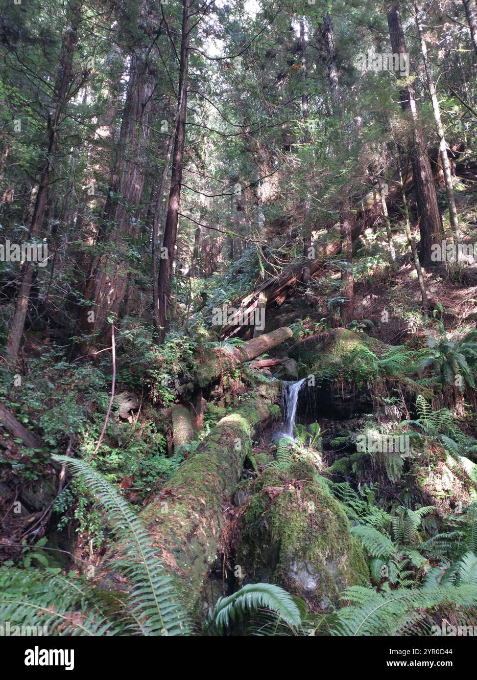 coast redwood (Sequoia sempervirens Stock Photo - Alamy