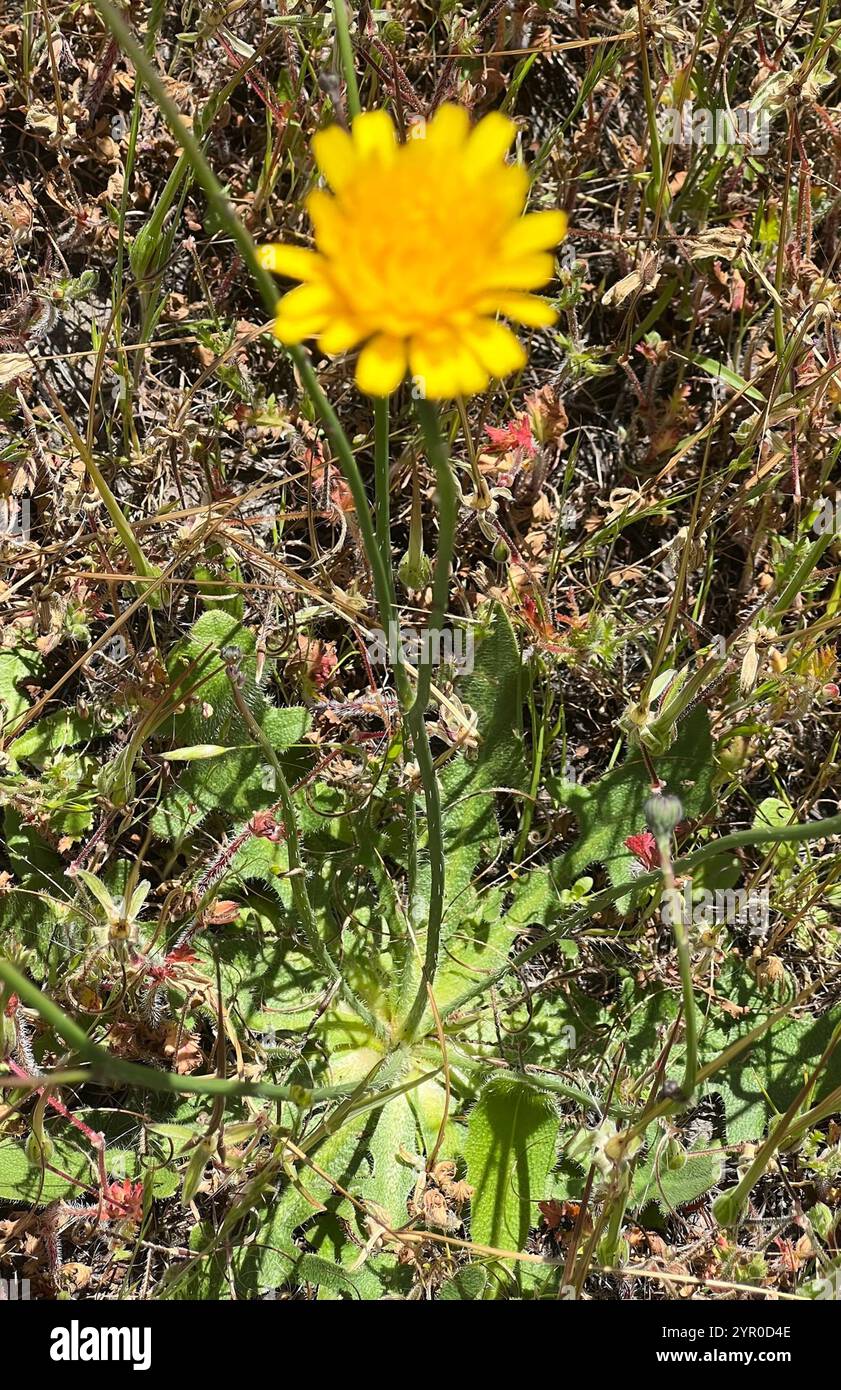 Common Cat's-ear (Hypochaeris radicata Stock Photo - Alamy