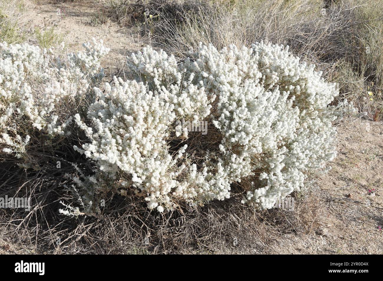 Winterfat (Krascheninnikovia lanata Stock Photo - Alamy