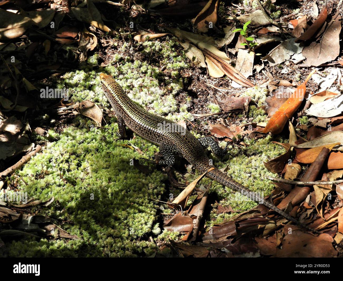 Green Madagascar Girdled Lizard (Zonosaurus haraldmeieri Stock Photo ...