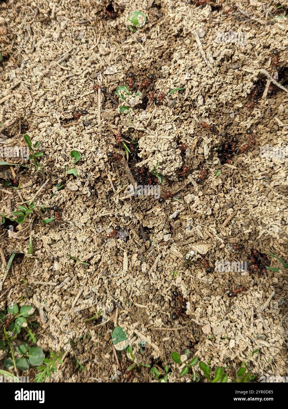 Allegheny Mound Ant (Formica exsectoides Stock Photo - Alamy