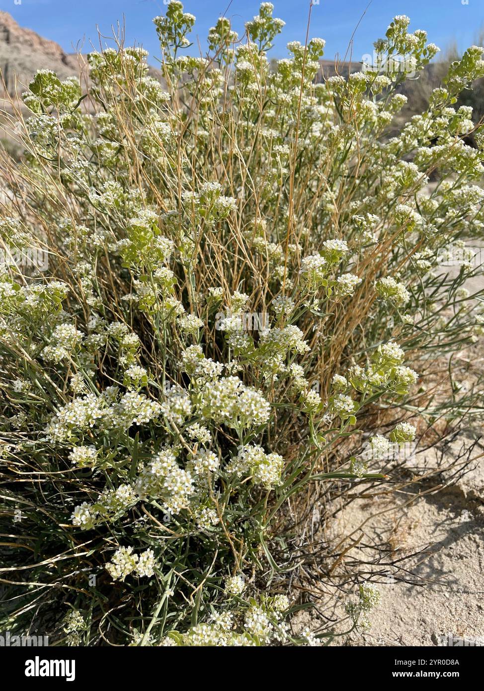 desert pepperweed (Lepidium fremontii Stock Photo - Alamy