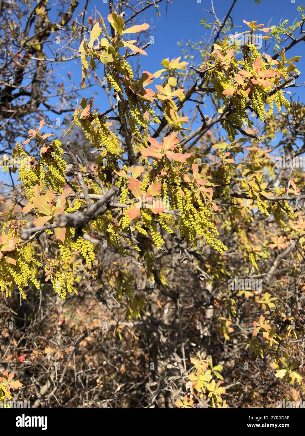 post oak (Quercus stellata Stock Photo - Alamy