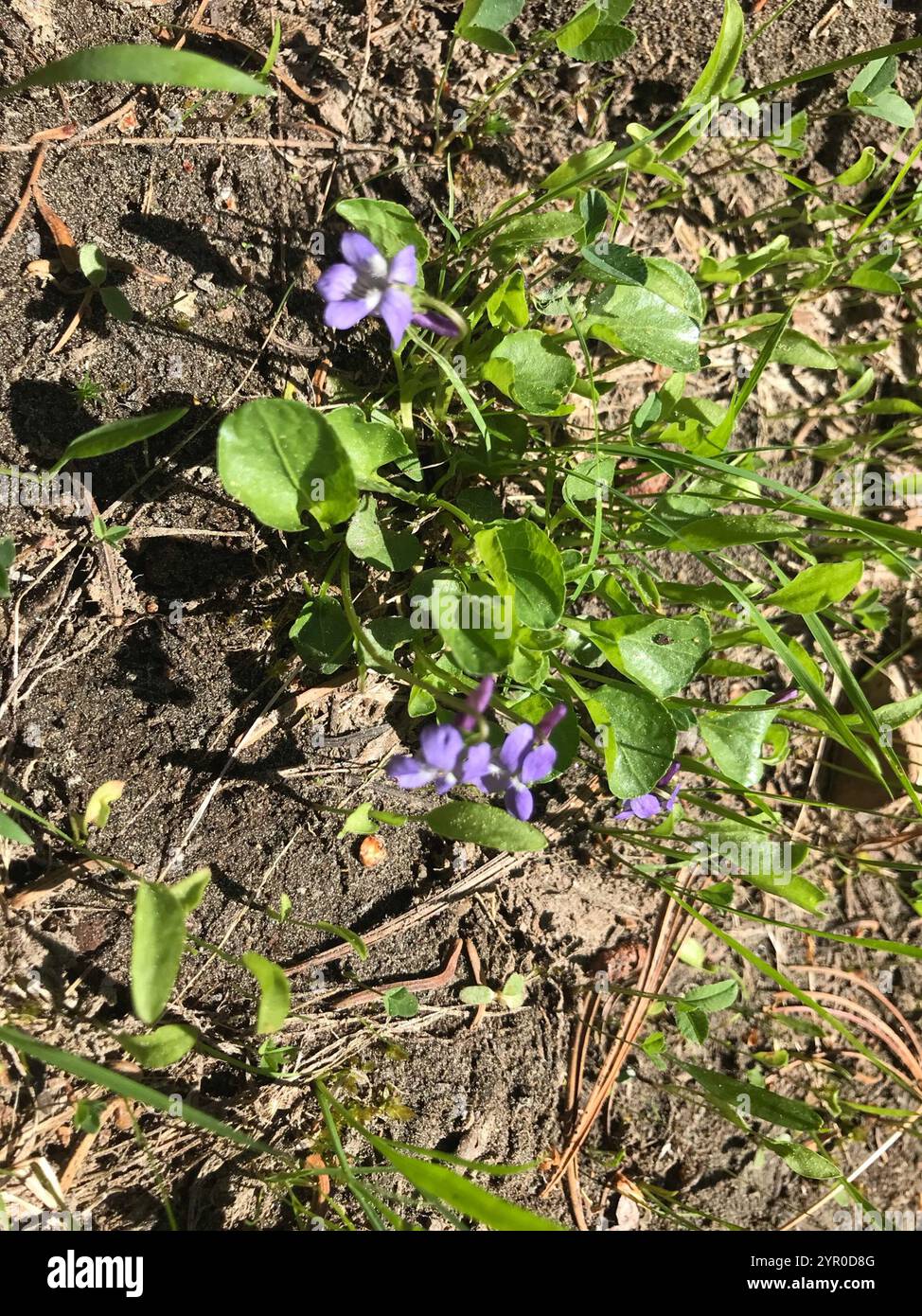 hookedspur violet (Viola adunca Stock Photo - Alamy