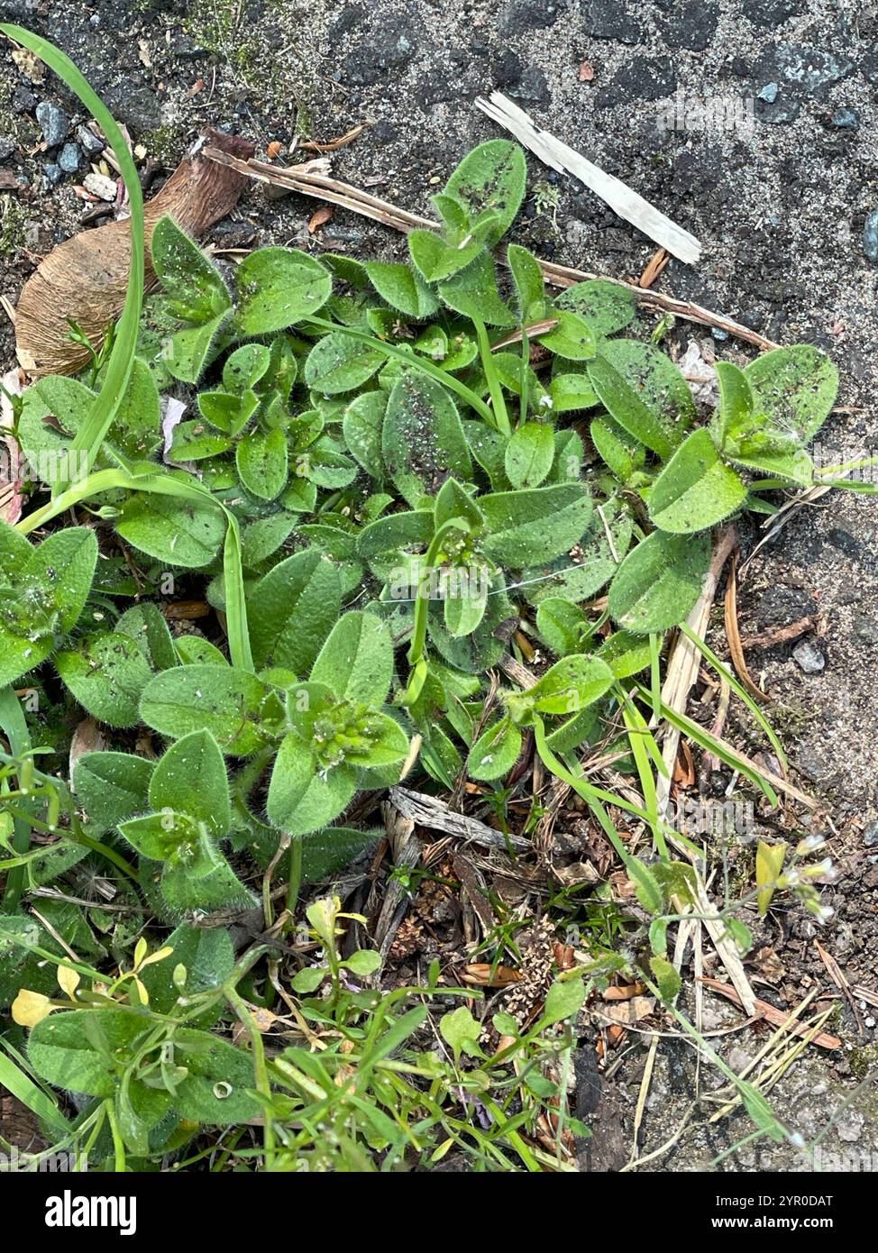 Common mouse-ear chickweed (Cerastium fontanum Stock Photo - Alamy