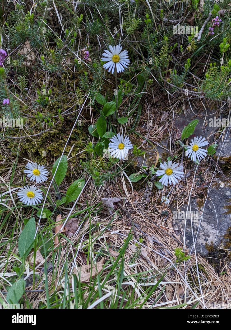 false aster (Aster bellidiastrum Stock Photo - Alamy