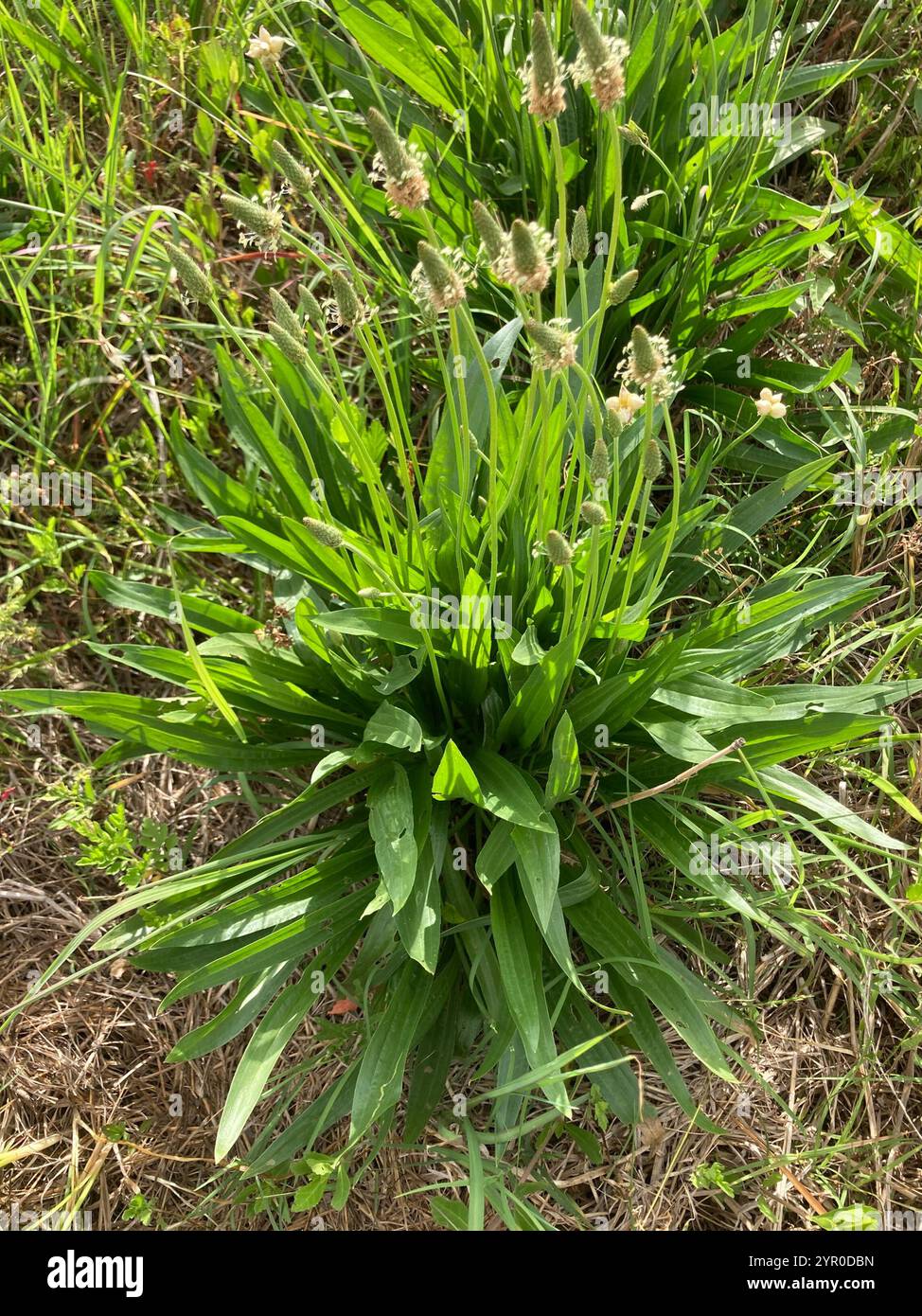 ribwort plantain (Plantago lanceolata Stock Photo - Alamy