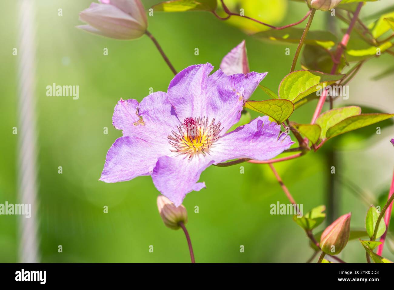 Clematis macropetala hi-res stock photography and images - Alamy
