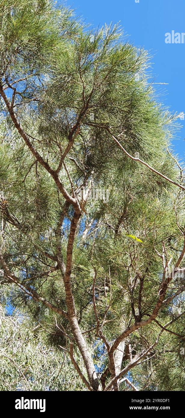 River sheoak (Casuarina cunninghamiana Stock Photo - Alamy