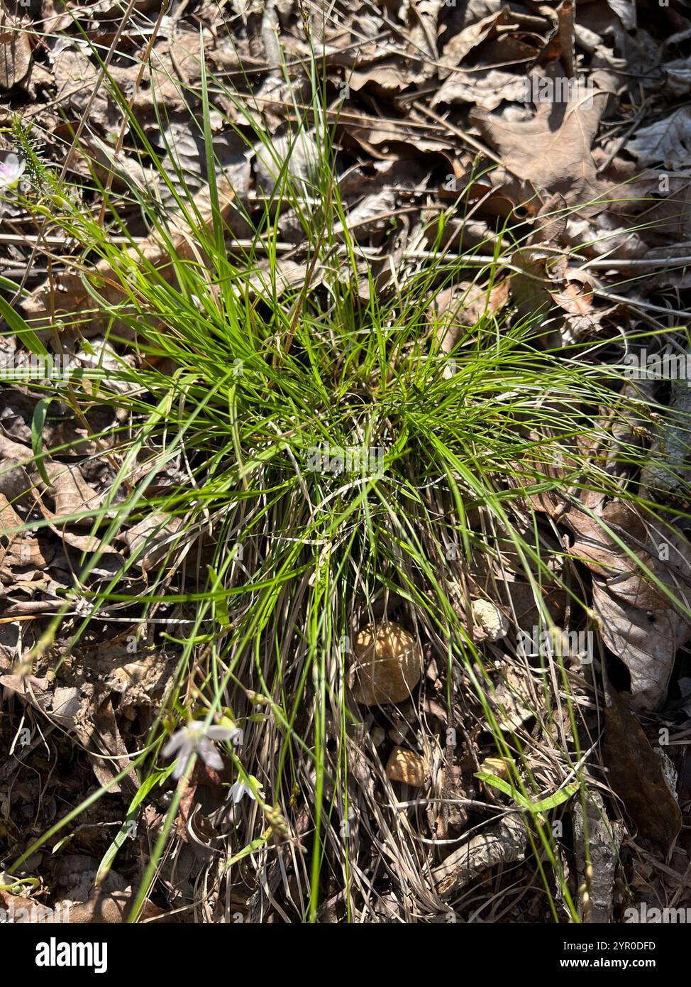white-tinged sedge (Carex albicans Stock Photo - Alamy