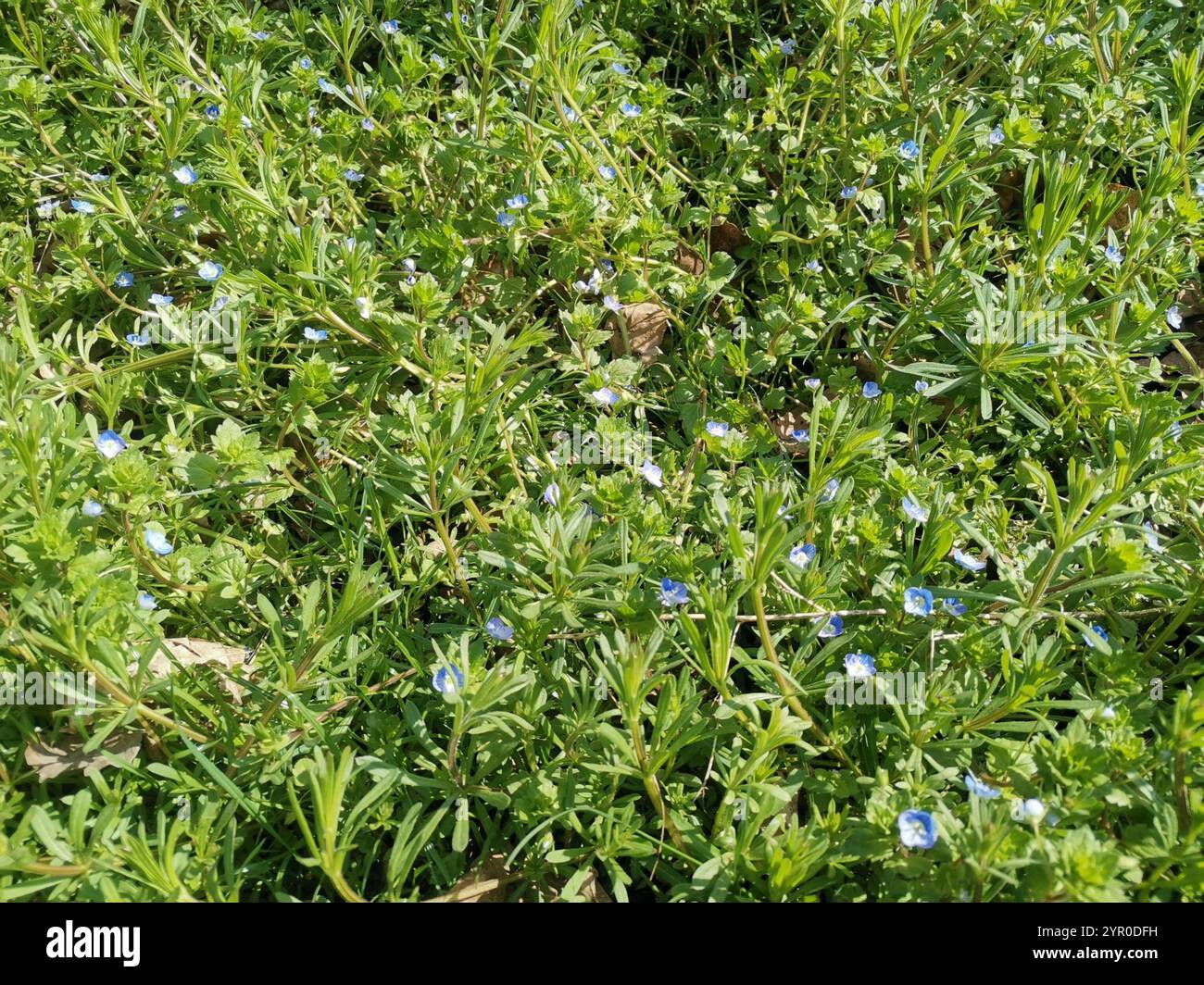 bird's-eye speedwell (Veronica persica Stock Photo - Alamy