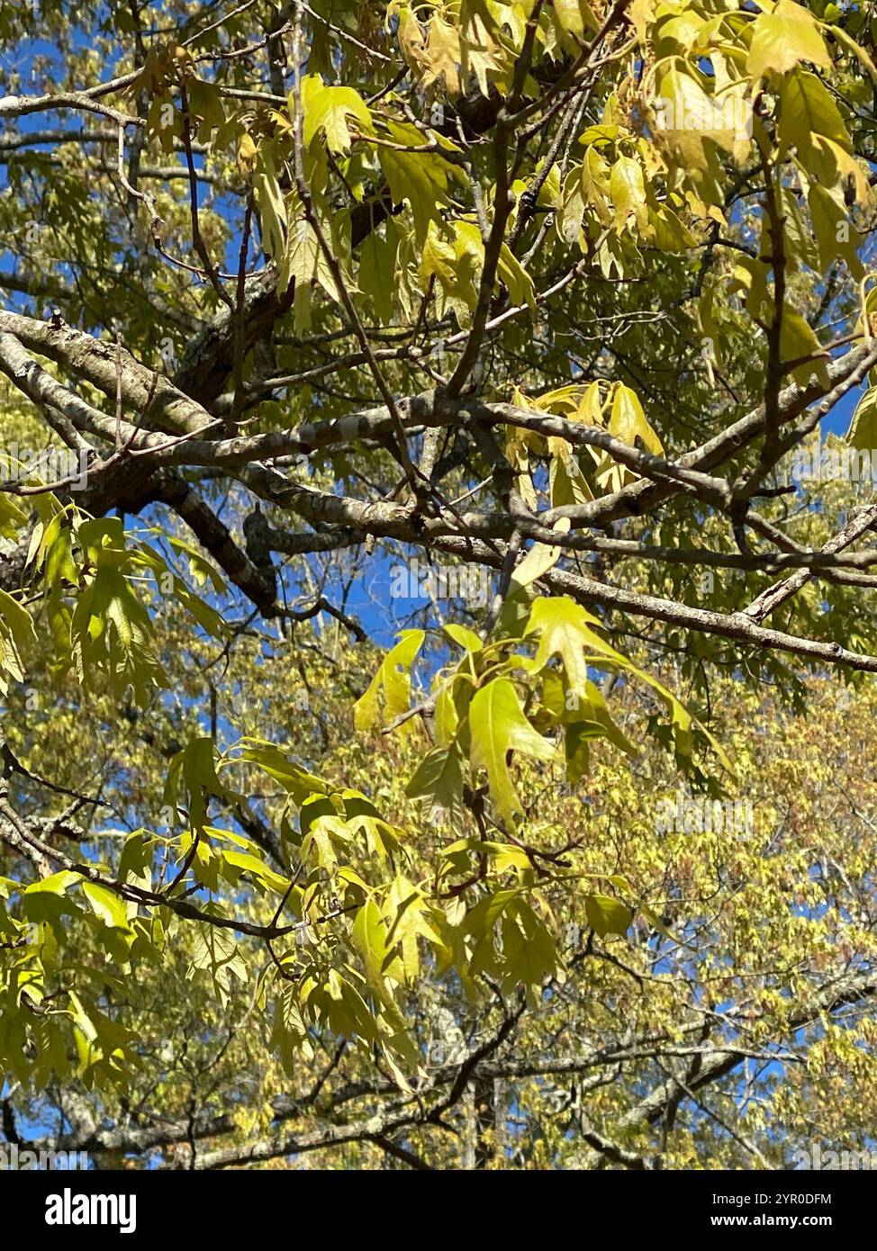 southern red oak (Quercus falcata Stock Photo - Alamy