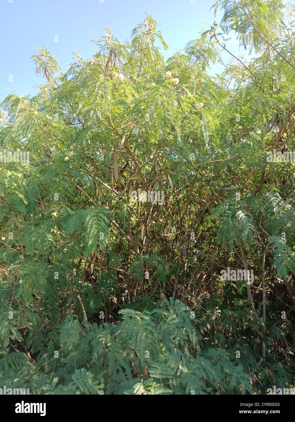 White leadtree (Leucaena leucocephala Stock Photo - Alamy