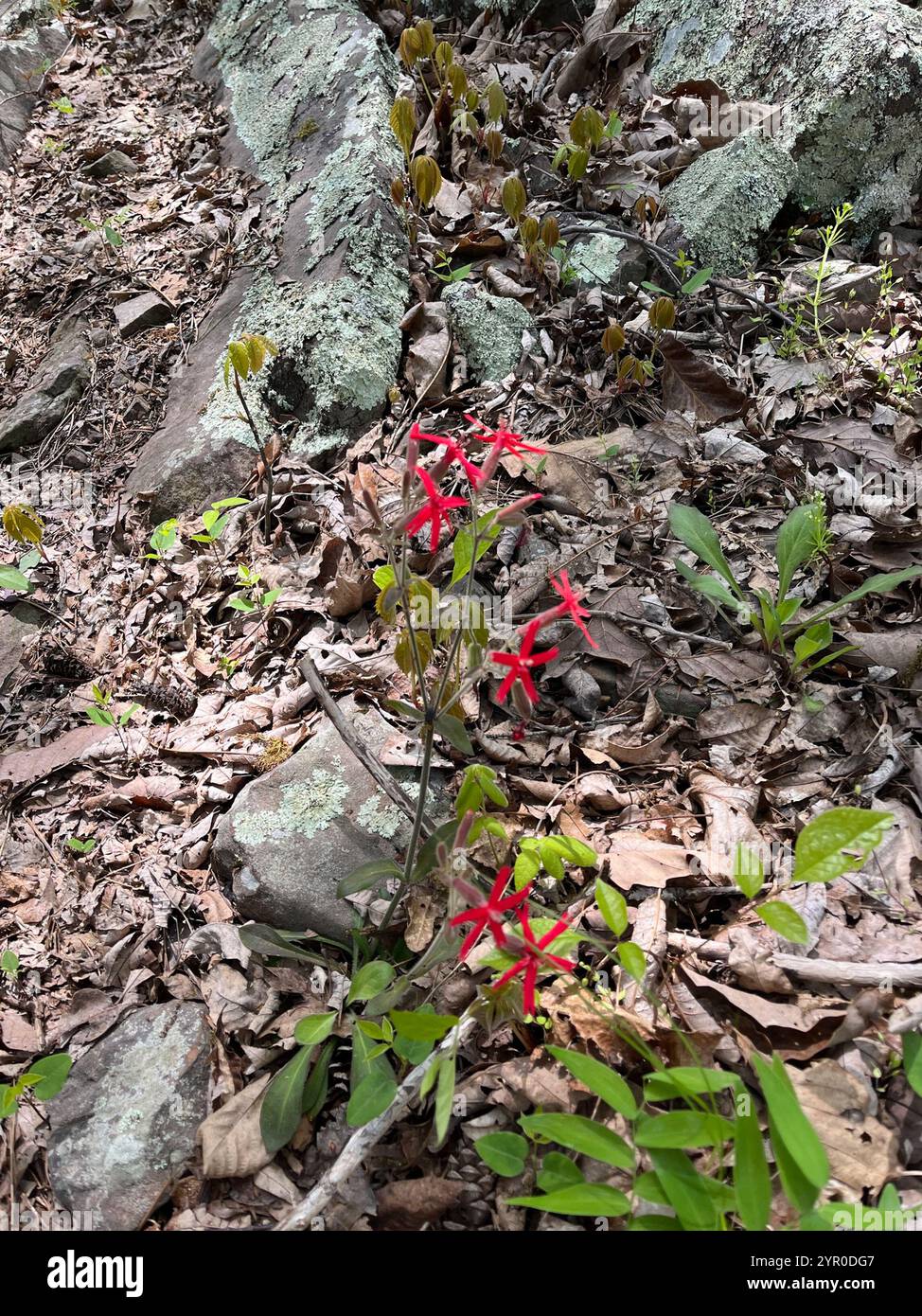 fire pink (Silene virginica Stock Photo - Alamy