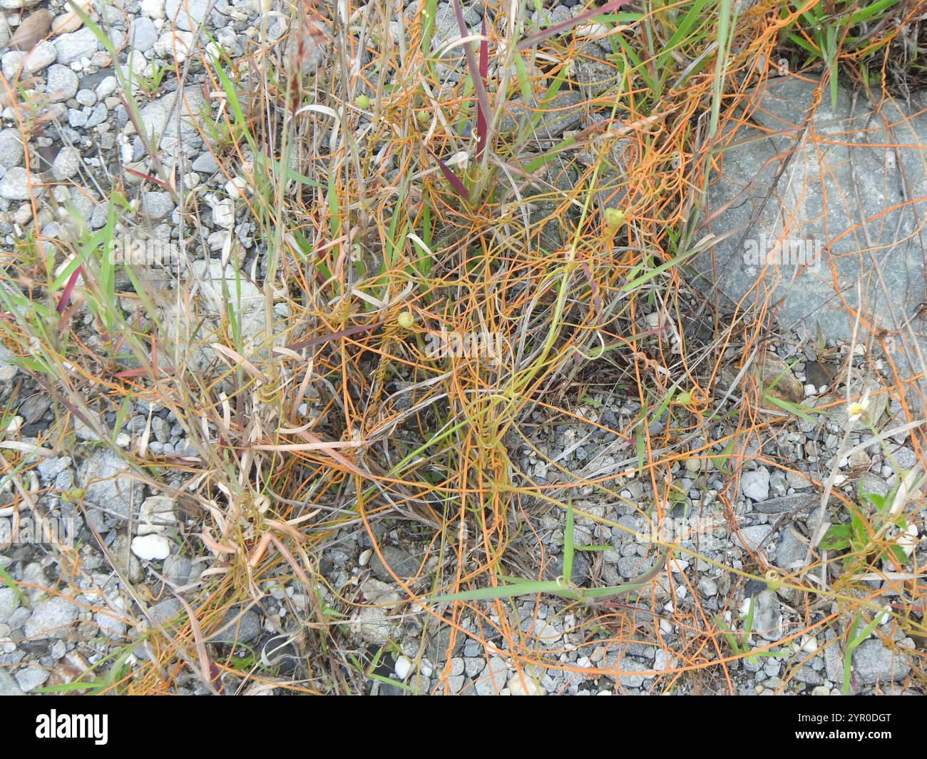 laurel dodder (Cassytha filiformis Stock Photo - Alamy