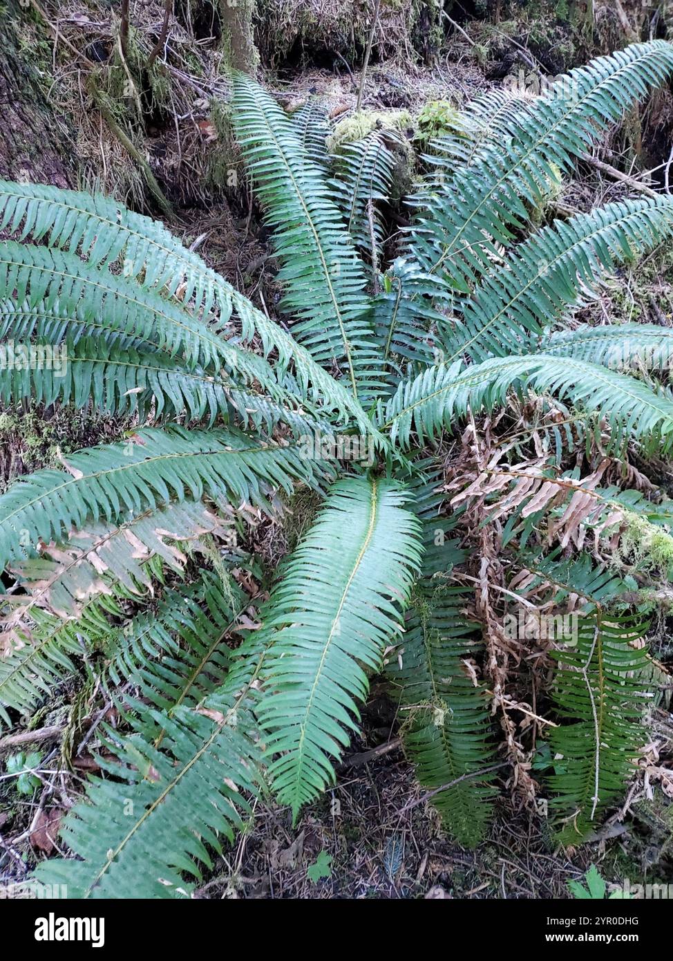 western sword fern (Polystichum munitum Stock Photo - Alamy